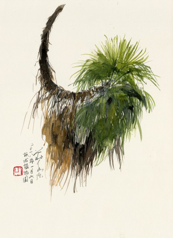 20180106 Palm Tree, Penang Botanic Garden I – Ch'ng Kiah Kiean