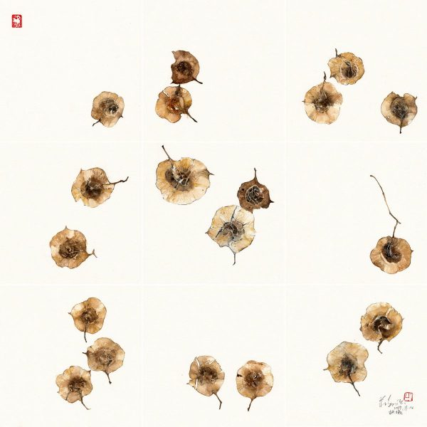 20191114 Angsana Fruits Collected from Pulau Tikus, Penang – Ch'ng Kiah ...