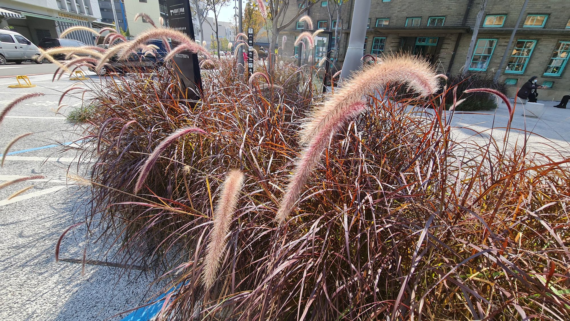20230128 Purple Fountain Grass, Chiayi Art Museum, Taiwan – Ch'ng Kiah ...