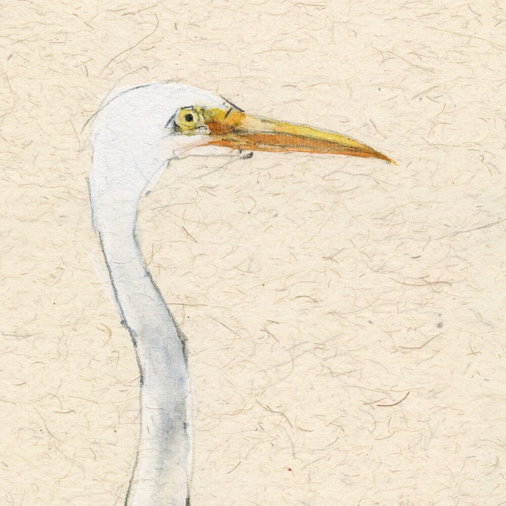 20230329 Egrets – Ch'ng Kiah Kiean